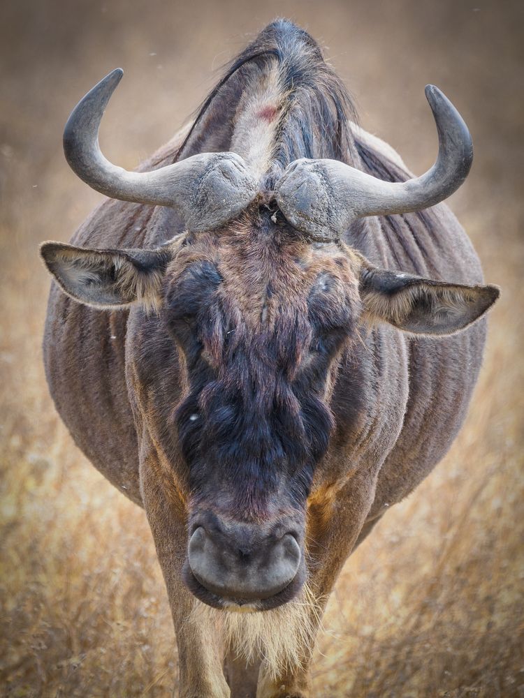 Gnu Foto & Bild | africa, eastern africa, tiere Bilder auf fotocommunity