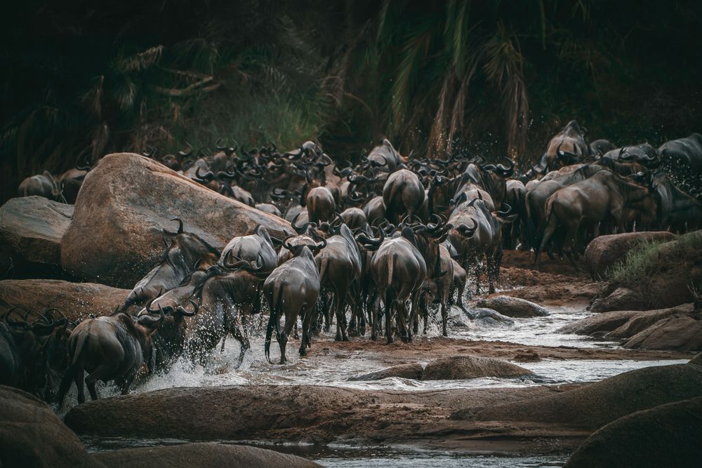 Gnu Migration Foto & Bild | monatswettbewerbe natur, foto des jahres 22 ...