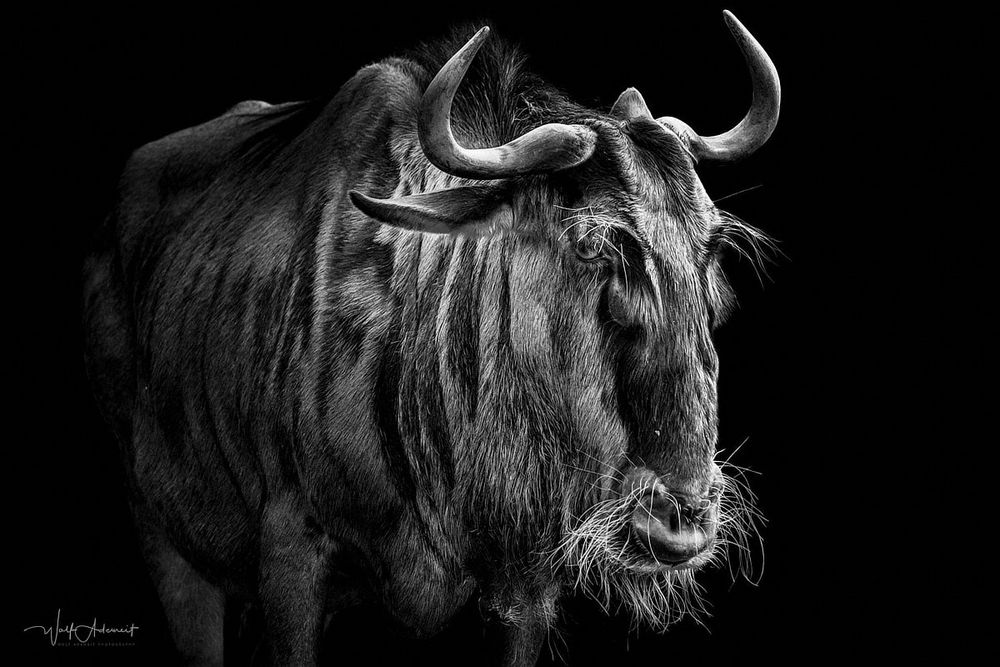 gnu portrait Foto & Bild | tiere, zoo, wildpark & falknerei, säugetiere ...