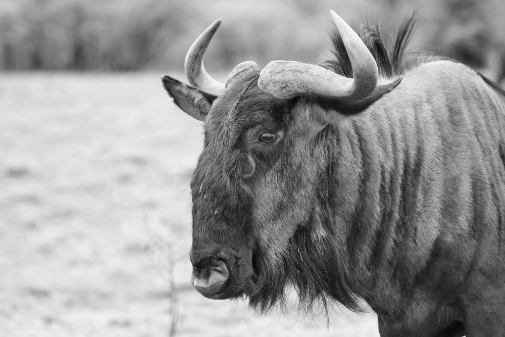Gnu Portrait | THULA Photography
