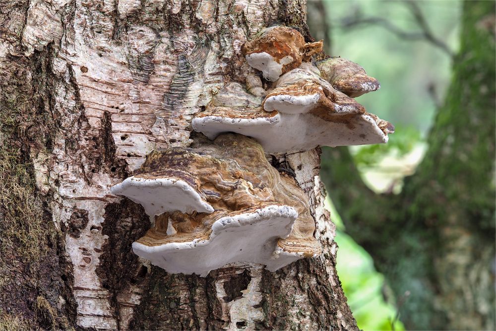 Gnubbel die Wubbel am Birkenstamm ..... Foto & Bild | pflanzen, pilze & flechten, pilze ...