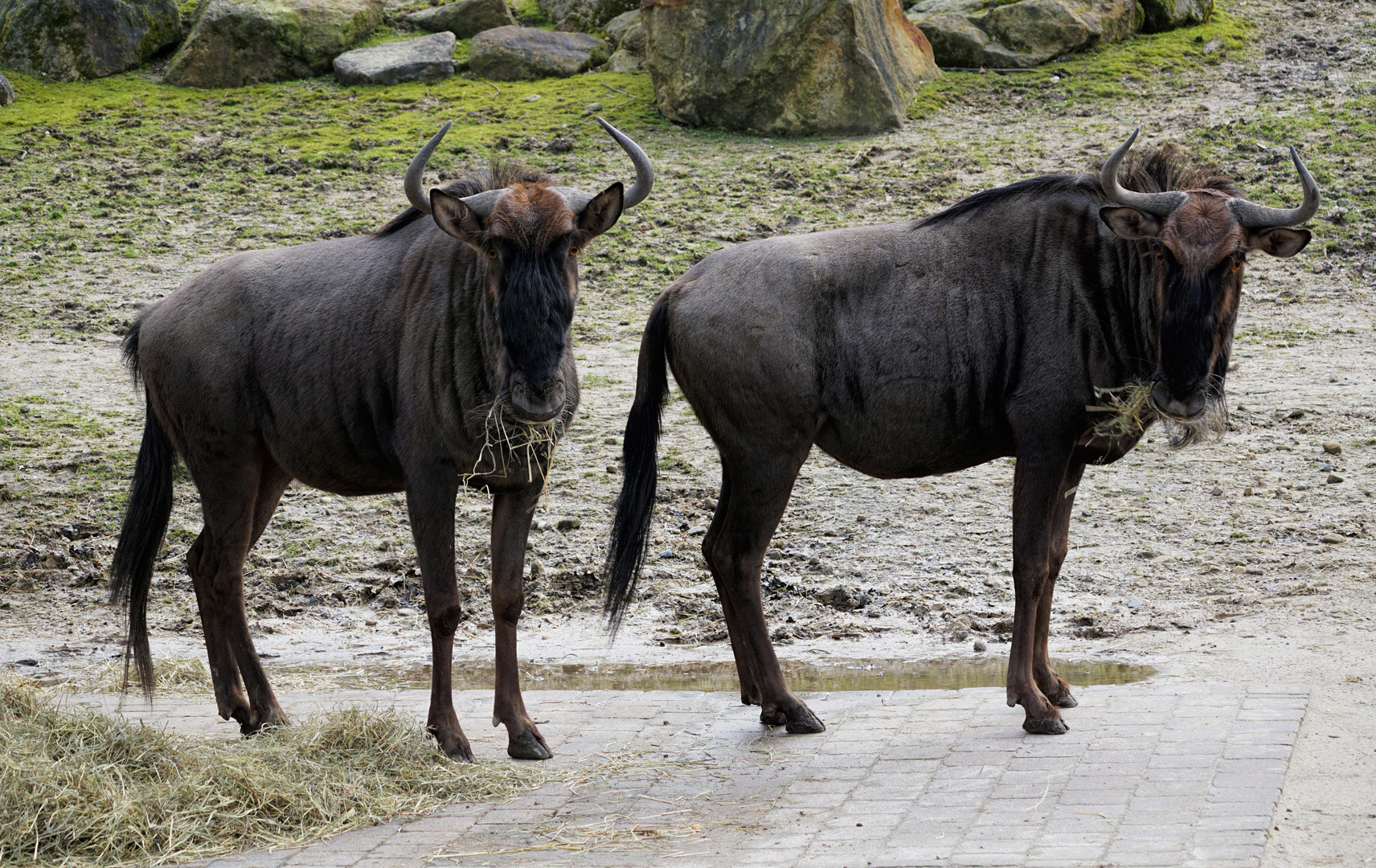 Gnus Foto & Bild | natur, zoo, afrika Bilder auf fotocommunity
