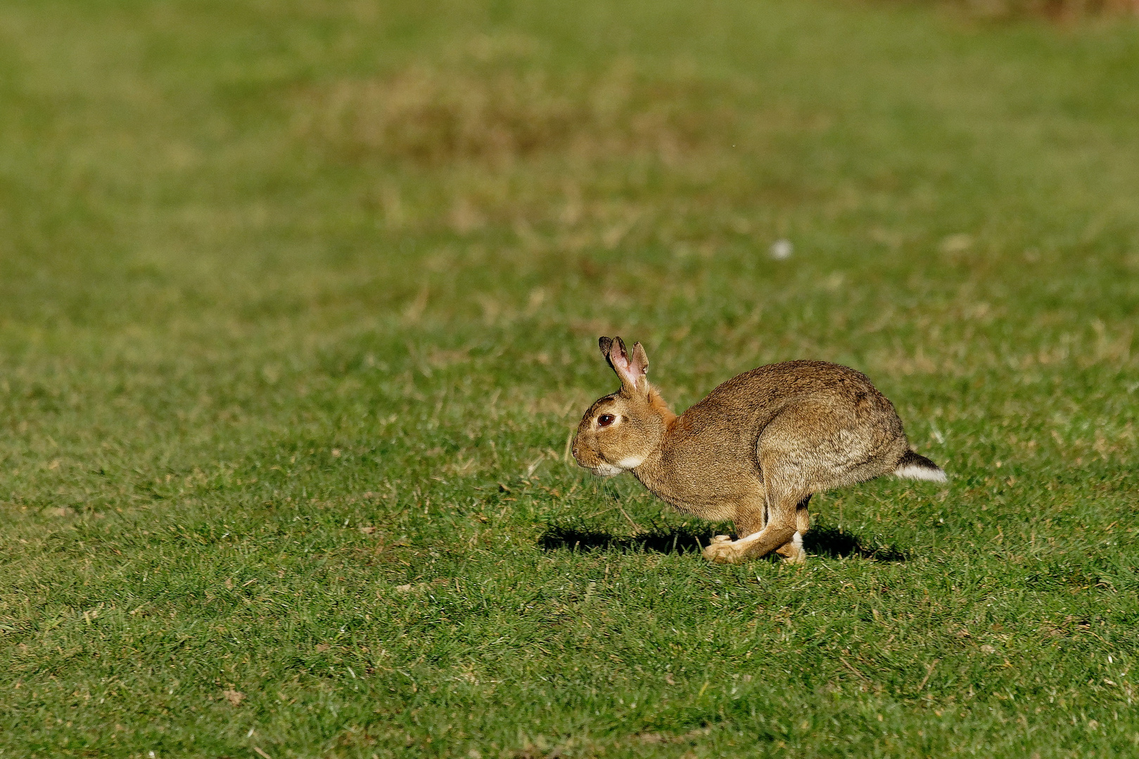 go Karnickel go Foto & Bild | tiere, wildlife, wildlife: sonstige tiere ...