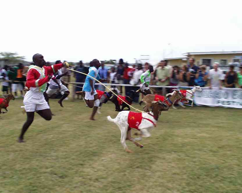 Goat Race Foto & Bild | sport, motive Bilder auf fotocommunity