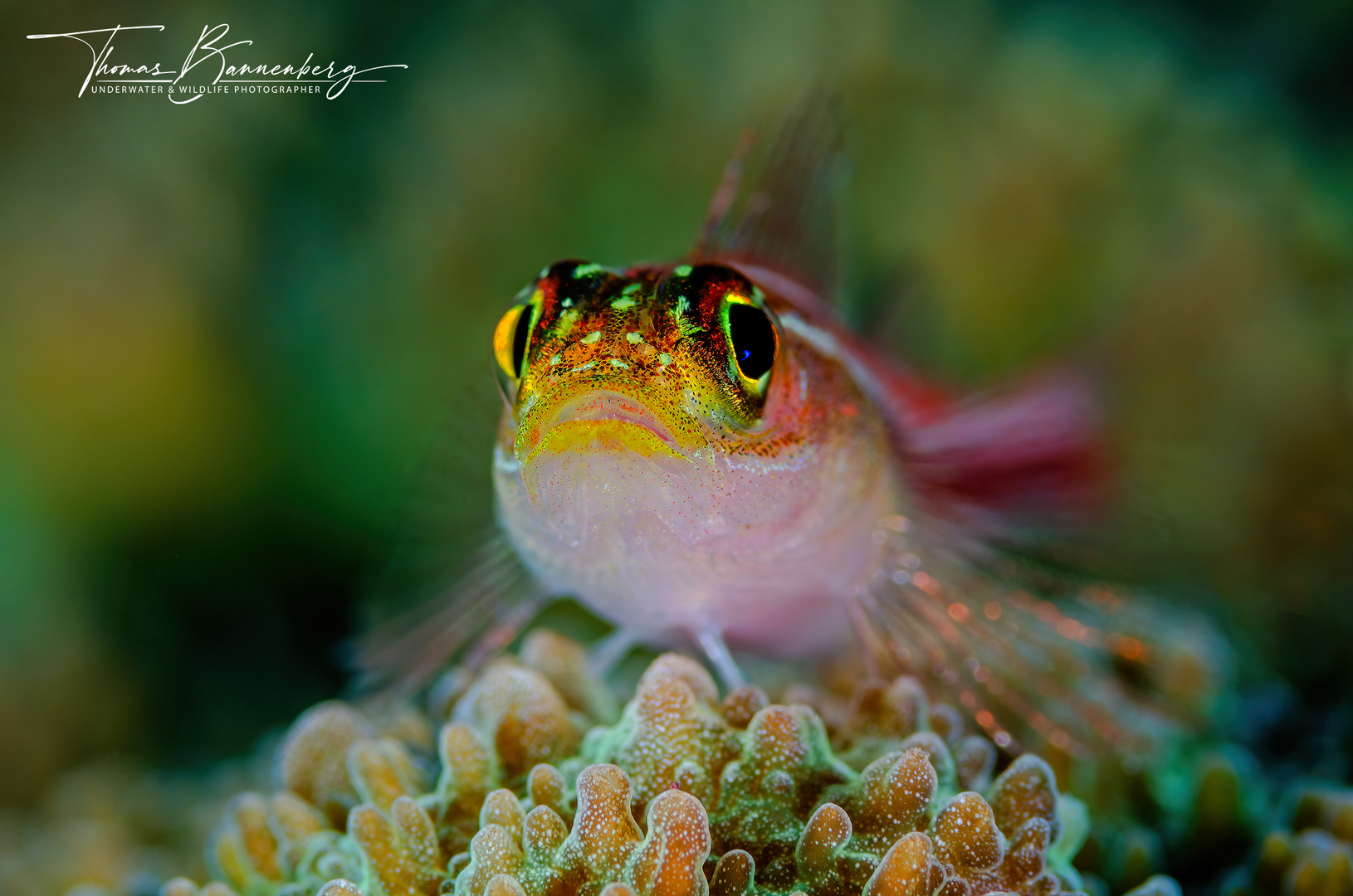 GOBY Foto & Bild | meer, natur, see Bilder auf fotocommunity