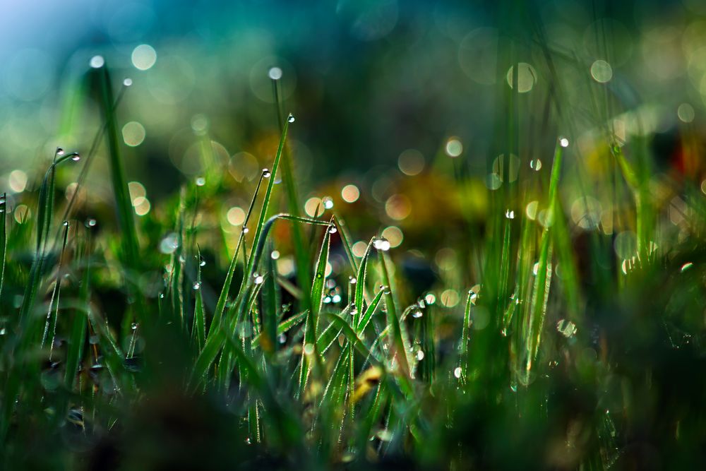 Gocce di rugiada Foto % Immagini| macro e close up, macro fiori e ...