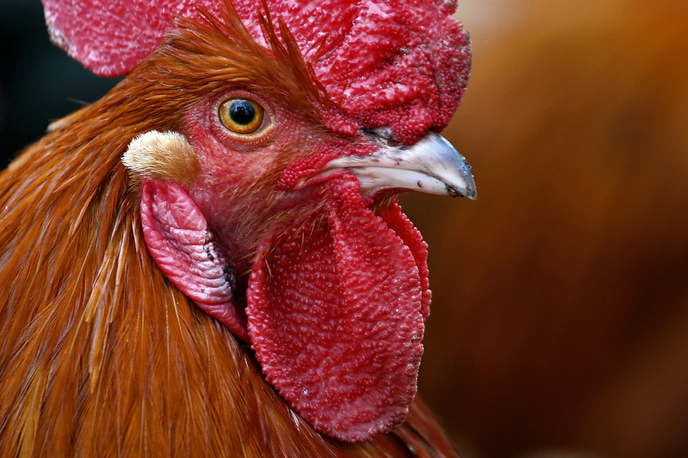 Gockel Foto & Bild | tiere, zoo, wildpark & falknerei, vögel Bilder auf ...