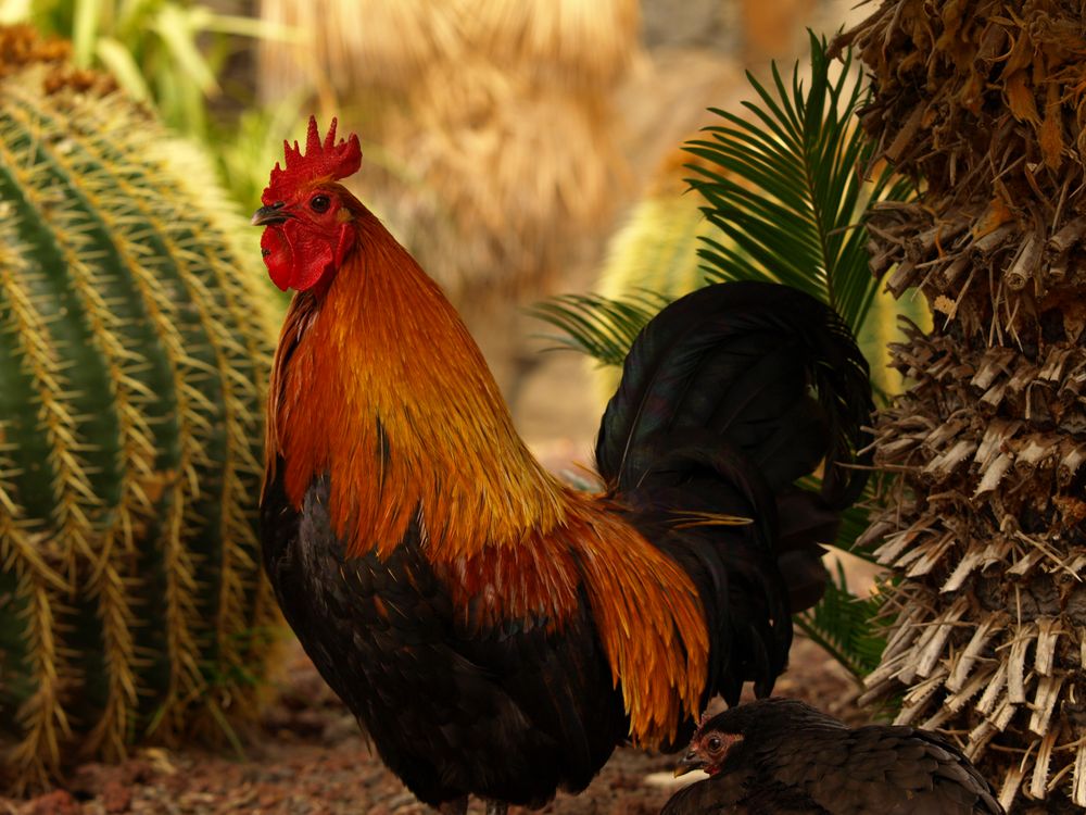 Gockel Foto & Bild | tiere, zoo, wildpark & falknerei, vögel Bilder auf ...