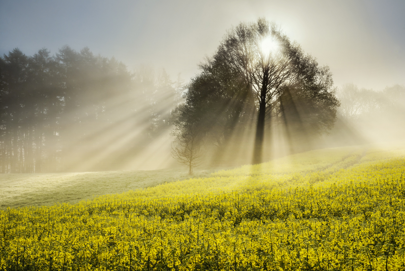 God Rays Foto & Bild | landschaft, Äcker, felder & wiesen, raps Bilder ...