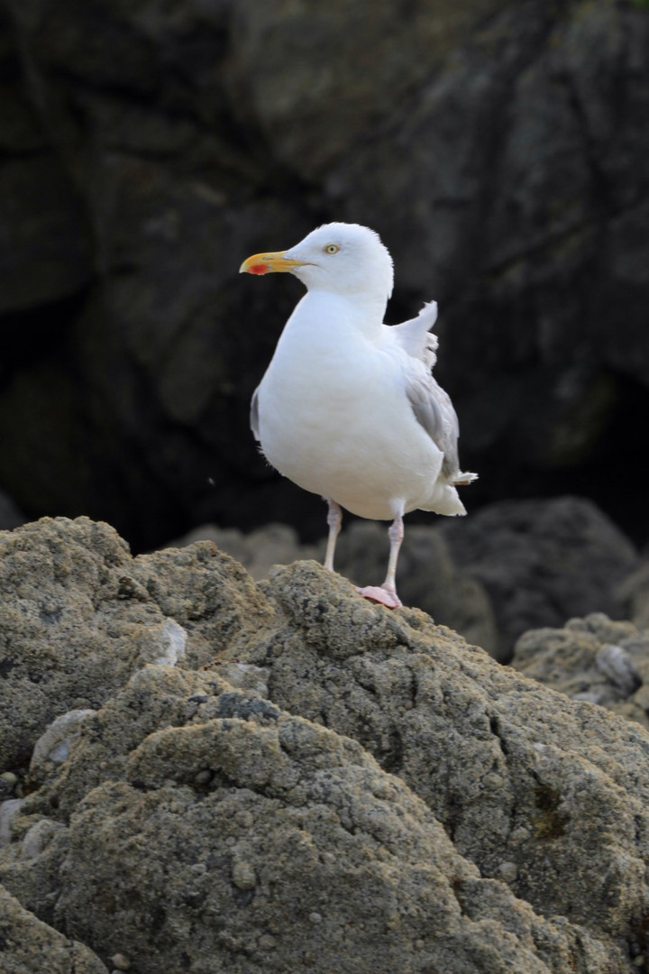 Goëland (2) photo et image | animaux, animaux sauvages, oiseaux Images ...