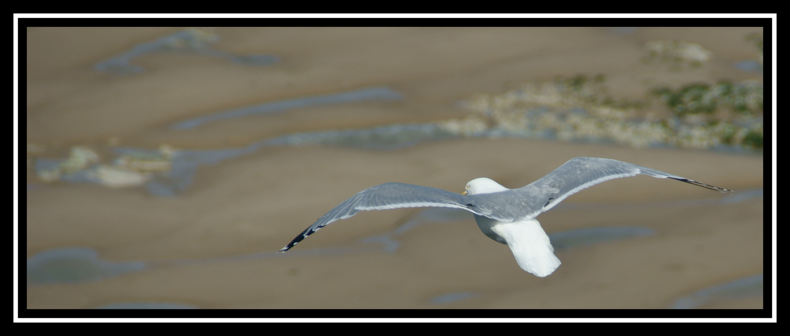 goéland 2 photo et image | animaux, animaux sauvages, oiseaux Images ...