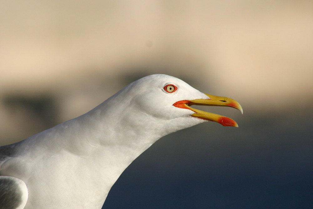 goeland 2/2 photo et image | portraits sauvages, nature Images ...