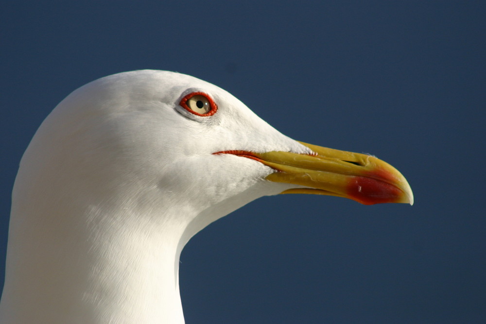 goeland photo et image | portraits sauvages, nature Images fotocommunity