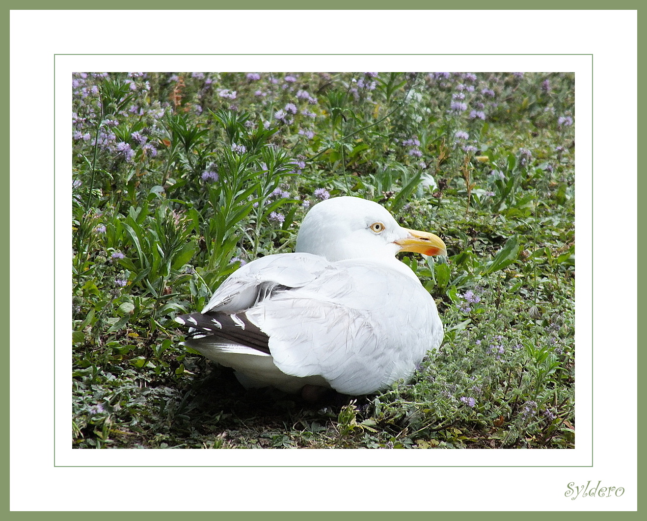 Goéland photo et image | oiseaux, goéland, exercices photo Images ...