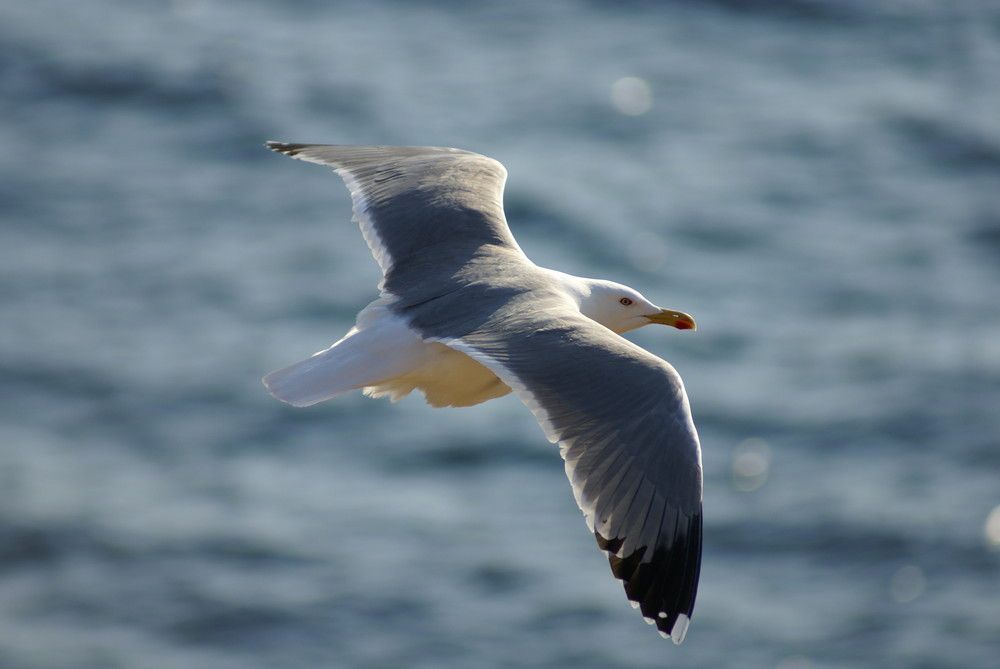 goéland à Isula Rossa ! photo et image | animaux, nature Images ...