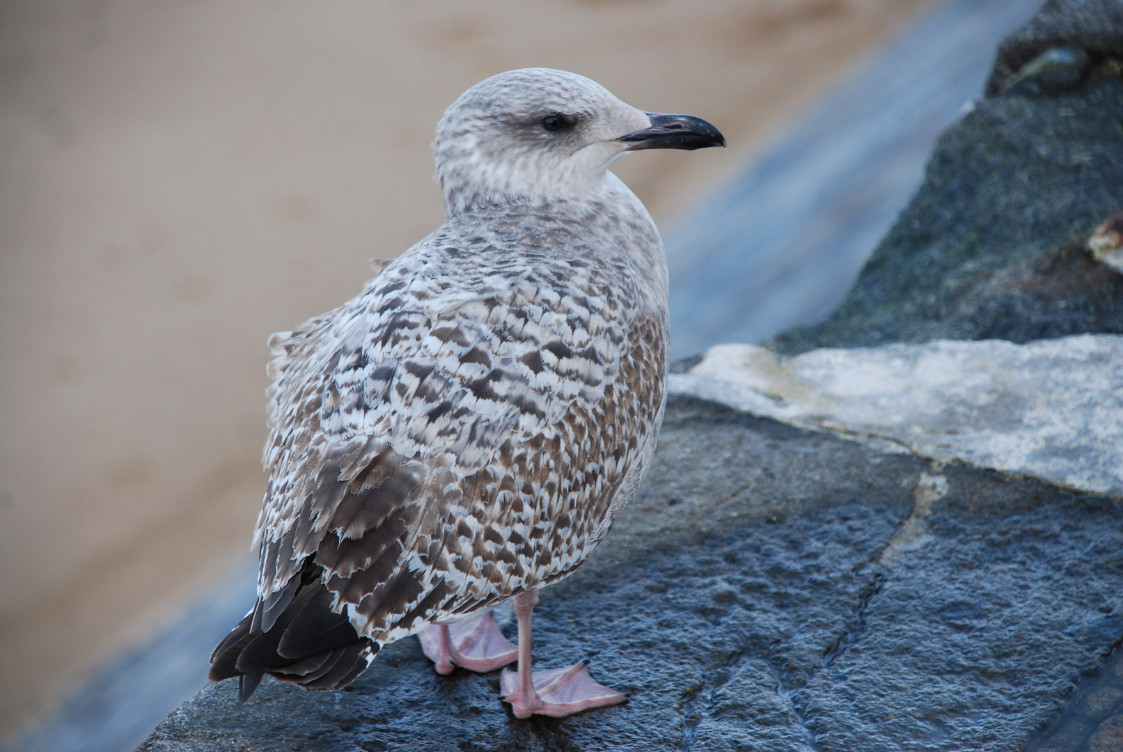 Goéland photo et image | animaux, nature Images fotocommunity