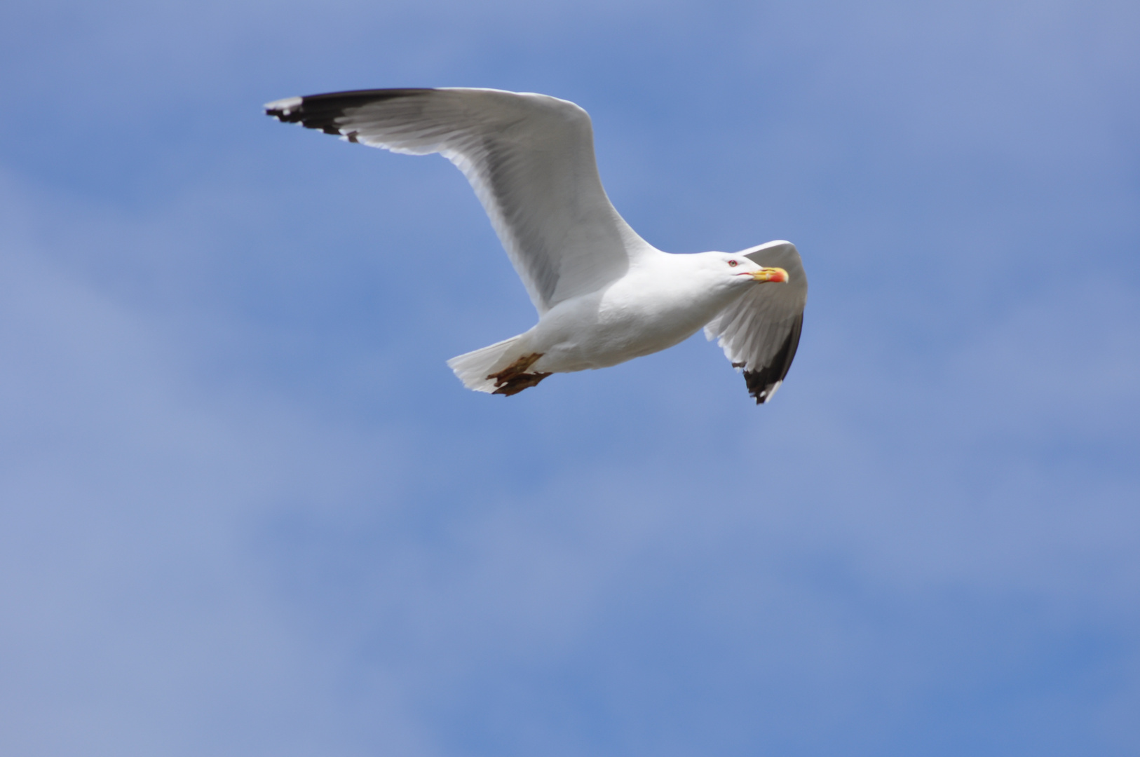 Goéland argenté photo et image | animaux, animaux sauvages, oiseaux ...