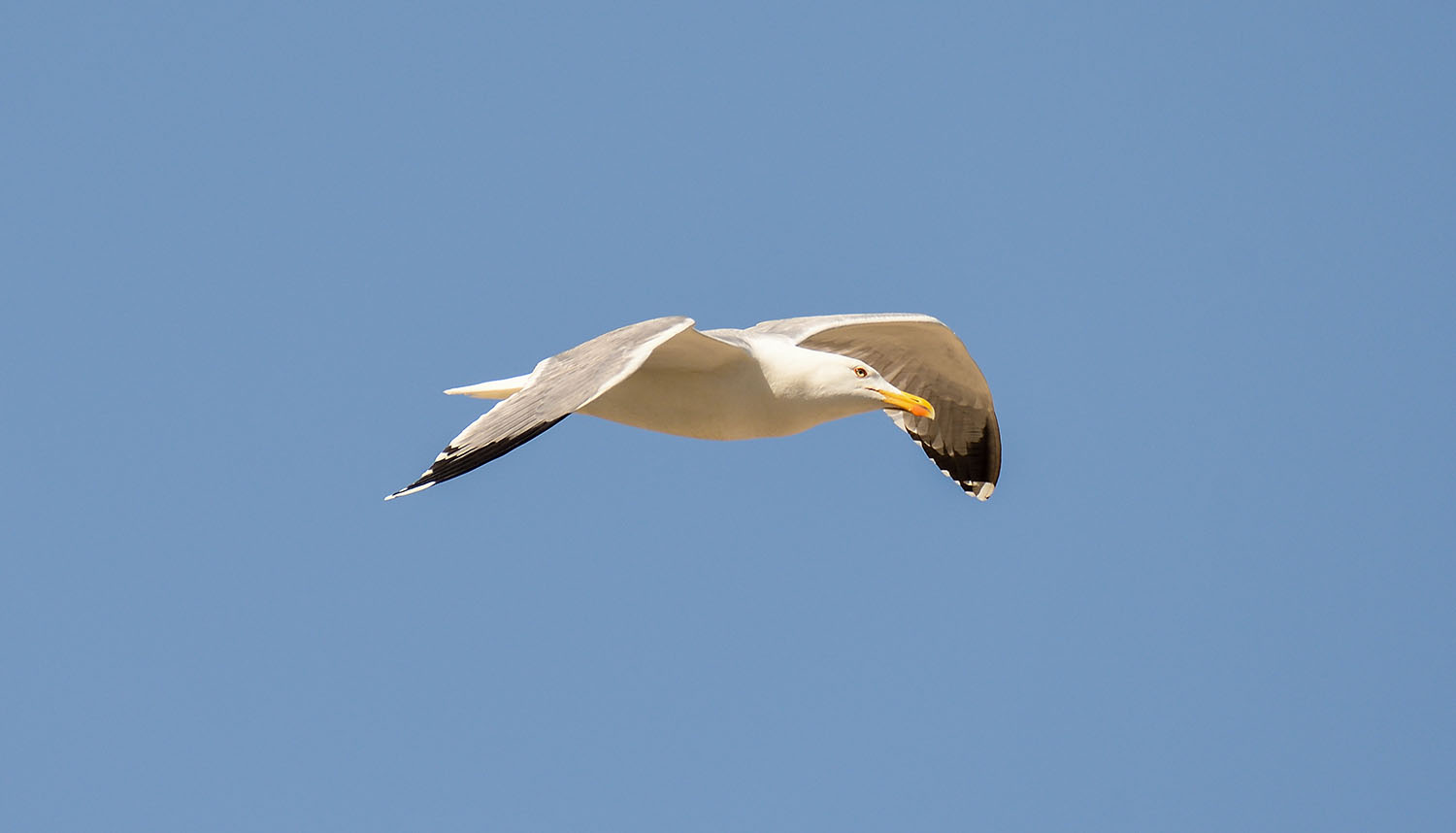 Goeland photo et image | animaux, vol, oiseaux Images fotocommunity