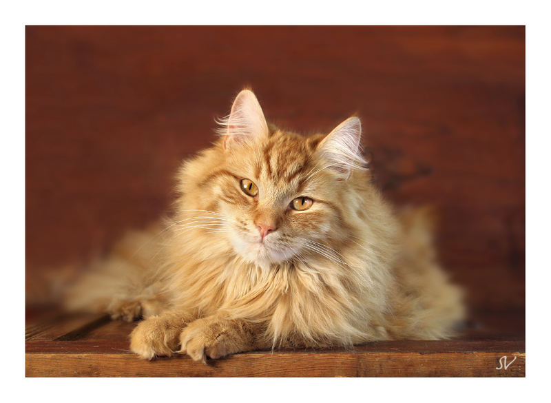 Gold Foto & Bild | tiere, haustiere, katzen Bilder auf fotocommunity