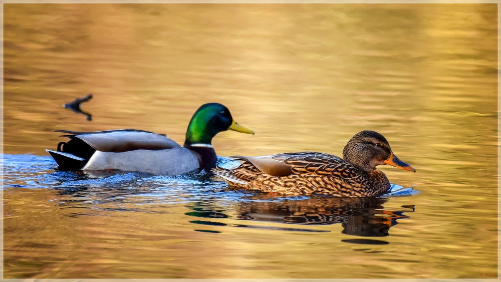 Gold Enten Foto & Bild | natur, essen, nrw Bilder auf fotocommunity