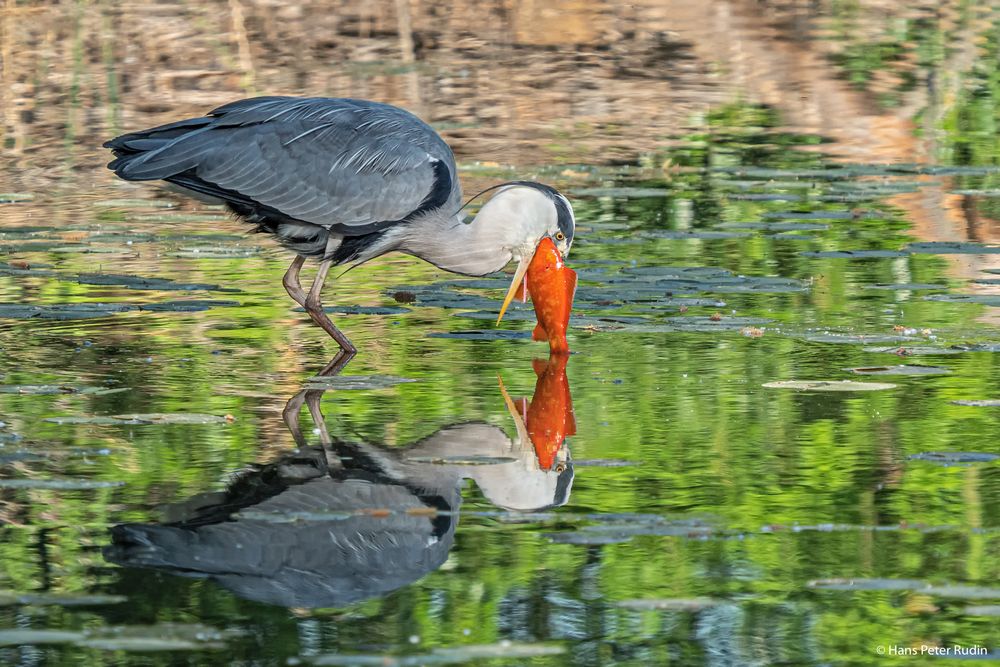 "Gold-Fisch-Reiher" Foto & Bild | tiere, wildlife, wild lebende vögel ...