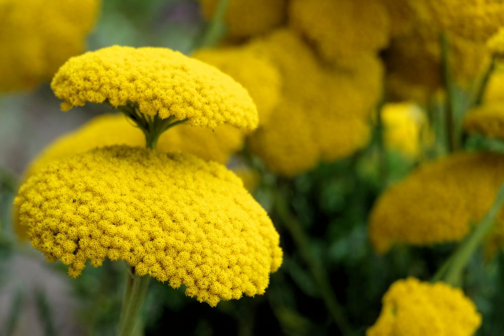 Gold-Garbe Foto & Bild | bäume, natur, blumen Bilder auf fotocommunity