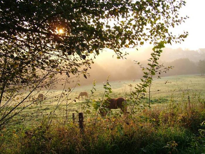 Gold. Oktober 2 Foto & Bild | archiv projekte naturchannel ...