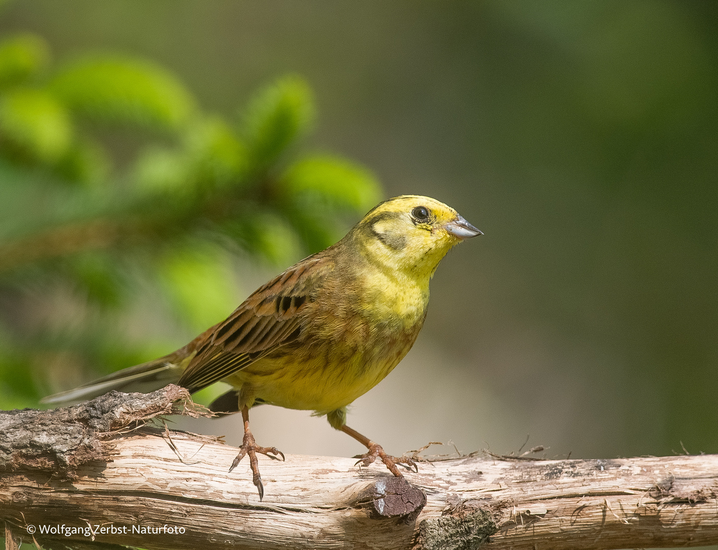 -- Goldammer 1 -- Foto & Bild | fotos, world, natur Bilder auf ...