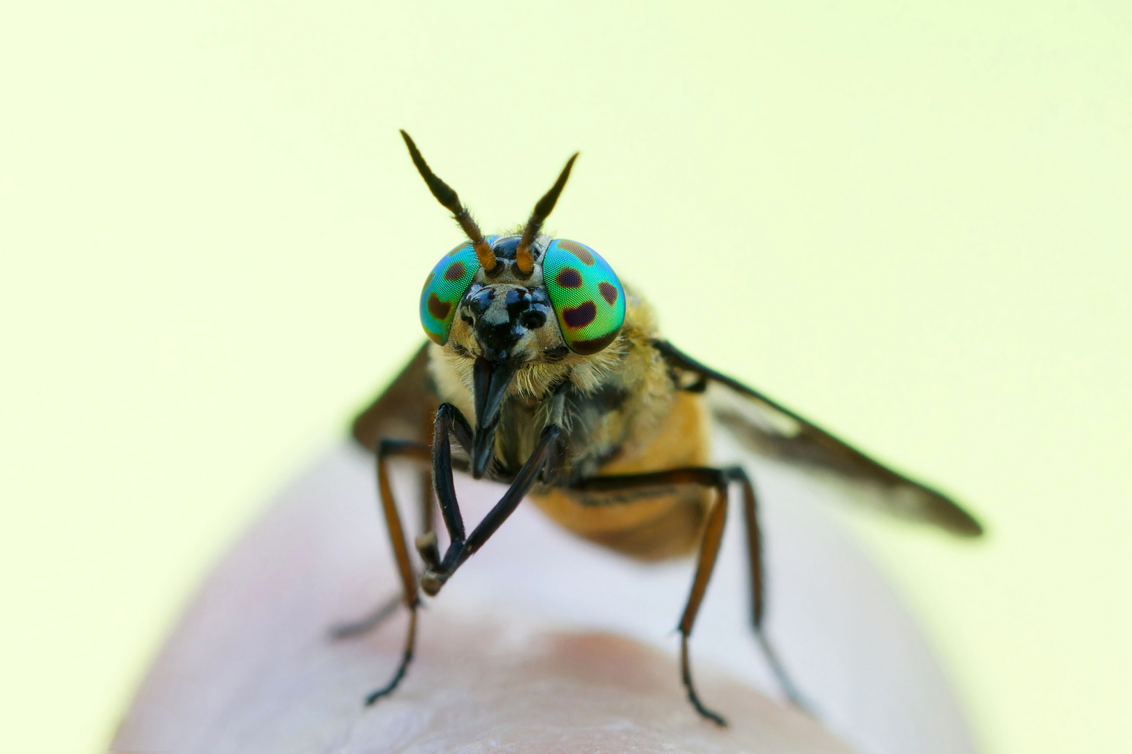 Goldaugenbremse (Chrysops relictus) Foto & Bild | warm, makro, natur ...