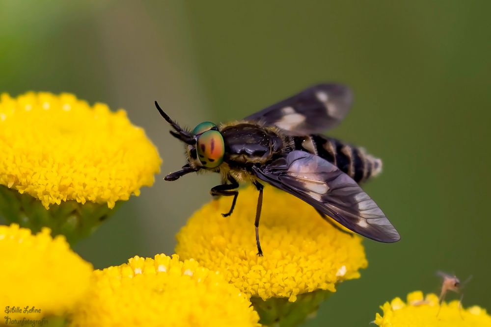 Goldaugenbremse (Chrysops relictus) Foto & Bild | makro, natur, insekten Bilder auf fotocommunity