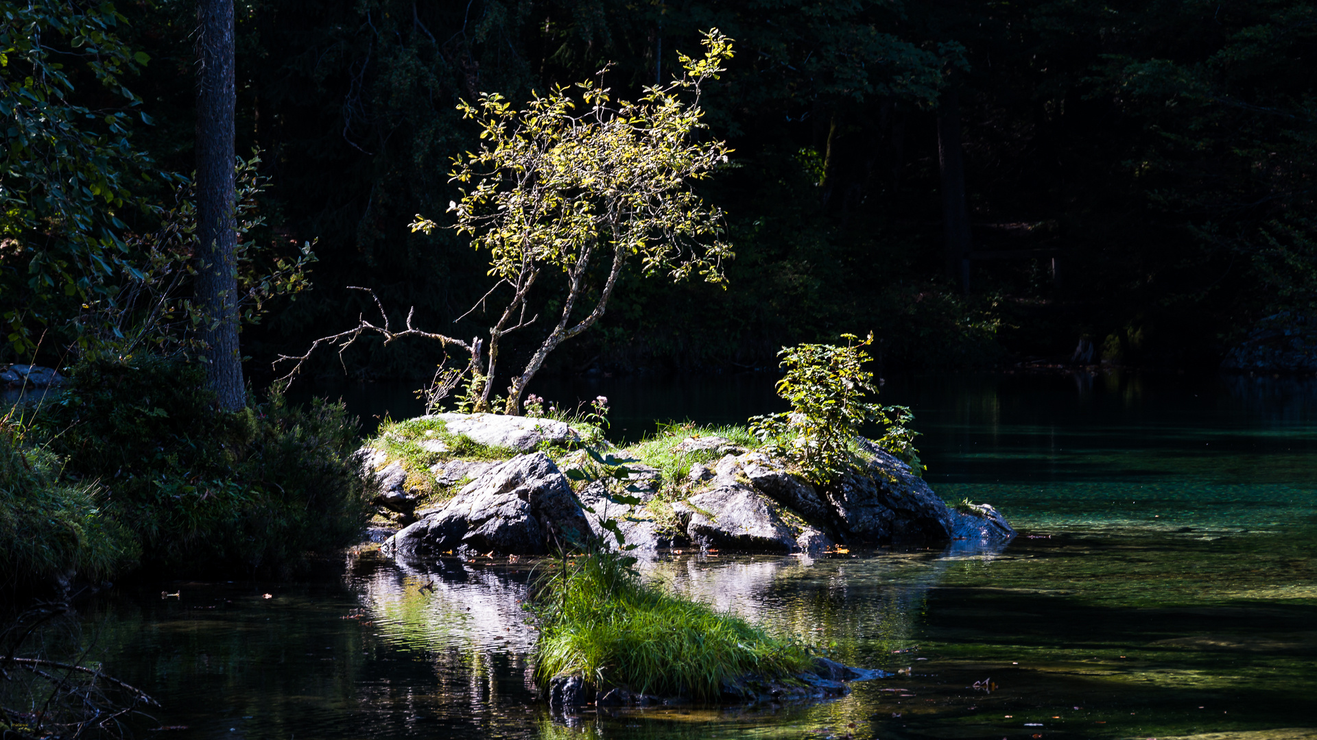 Goldbäumchen Foto & Bild | wald, wasser, natur Bilder auf fotocommunity