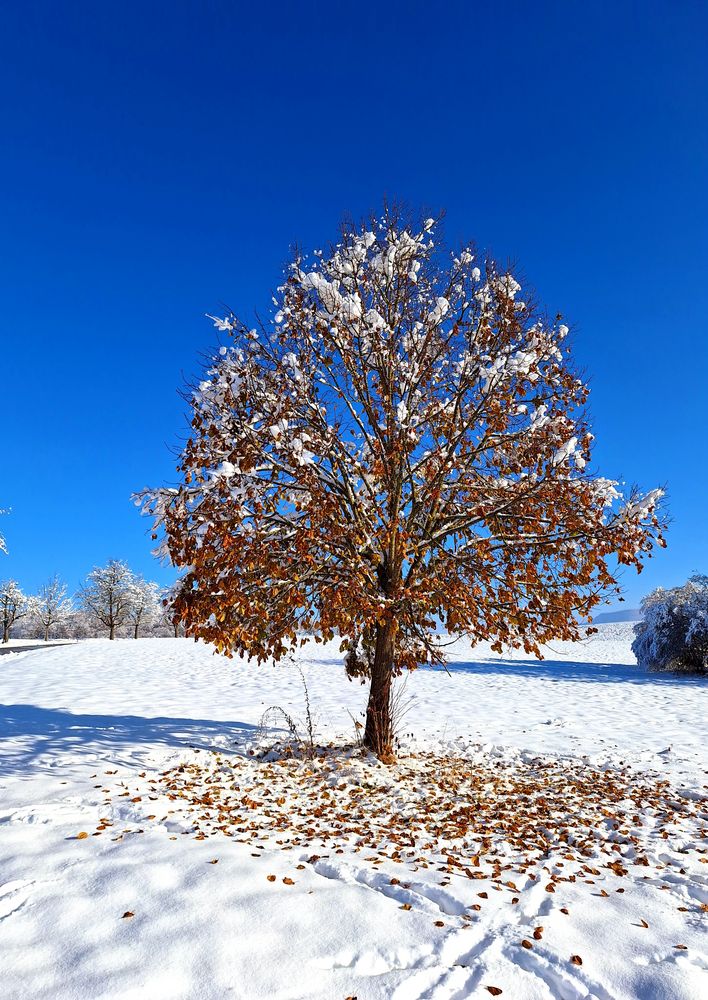 Goldbaum Foto & Bild | jahreszeiten, winter, natur Bilder auf fotocommunity