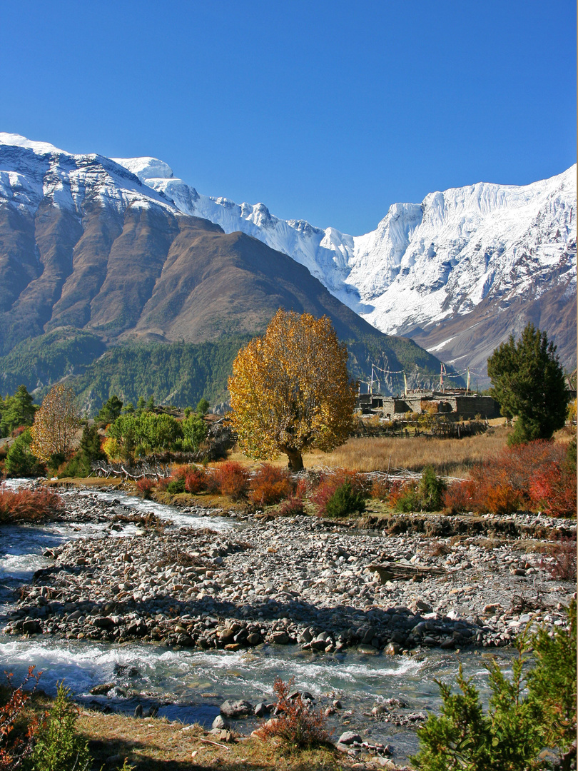 Goldbaum Foto & Bild | landschaft, berge, natur Bilder auf fotocommunity