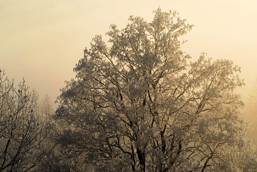 Goldbaum Foto & Bild | pflanzen, pilze & flechten, bäume, einzelbäume ...