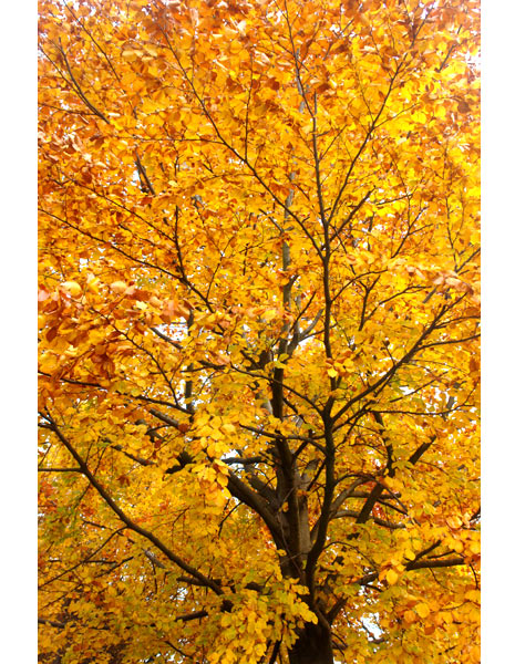 Goldbaum Foto & Bild | pflanzen, pilze & flechten, bäume, blatt & blüte ...