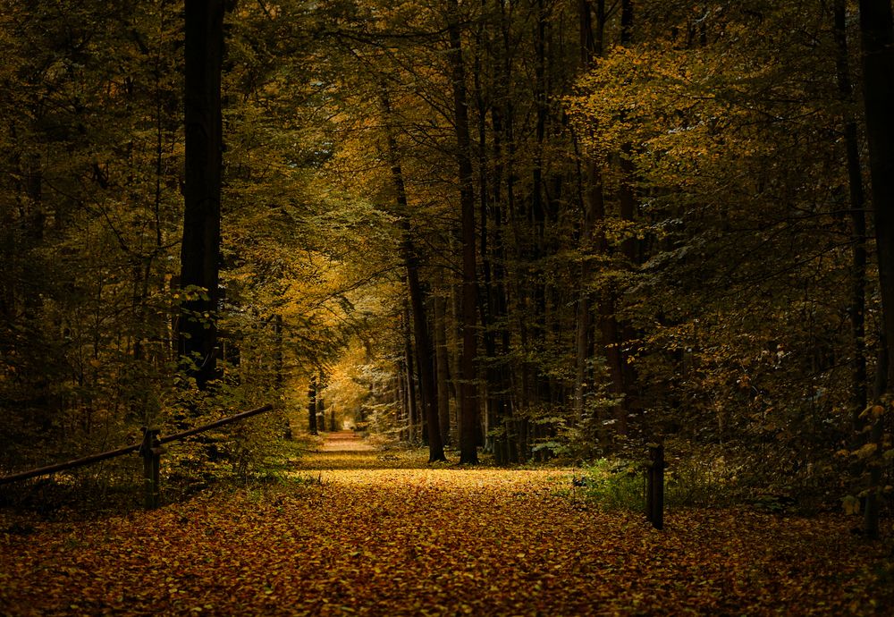 Golden autumn Foto & Bild | landschaft, jahreszeiten, herbst Bilder auf fotocommunity