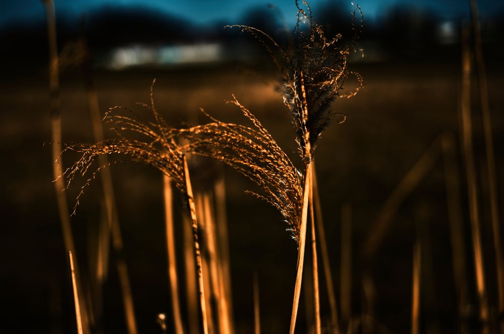 Golden Foto & Bild | fotokunst, color fine art, art Bilder auf ...