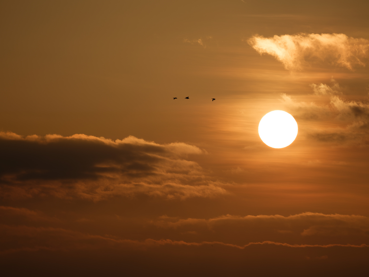 Golden Flight - Birds in Harmony with the Setting Sun Foto & Bild | sun ...