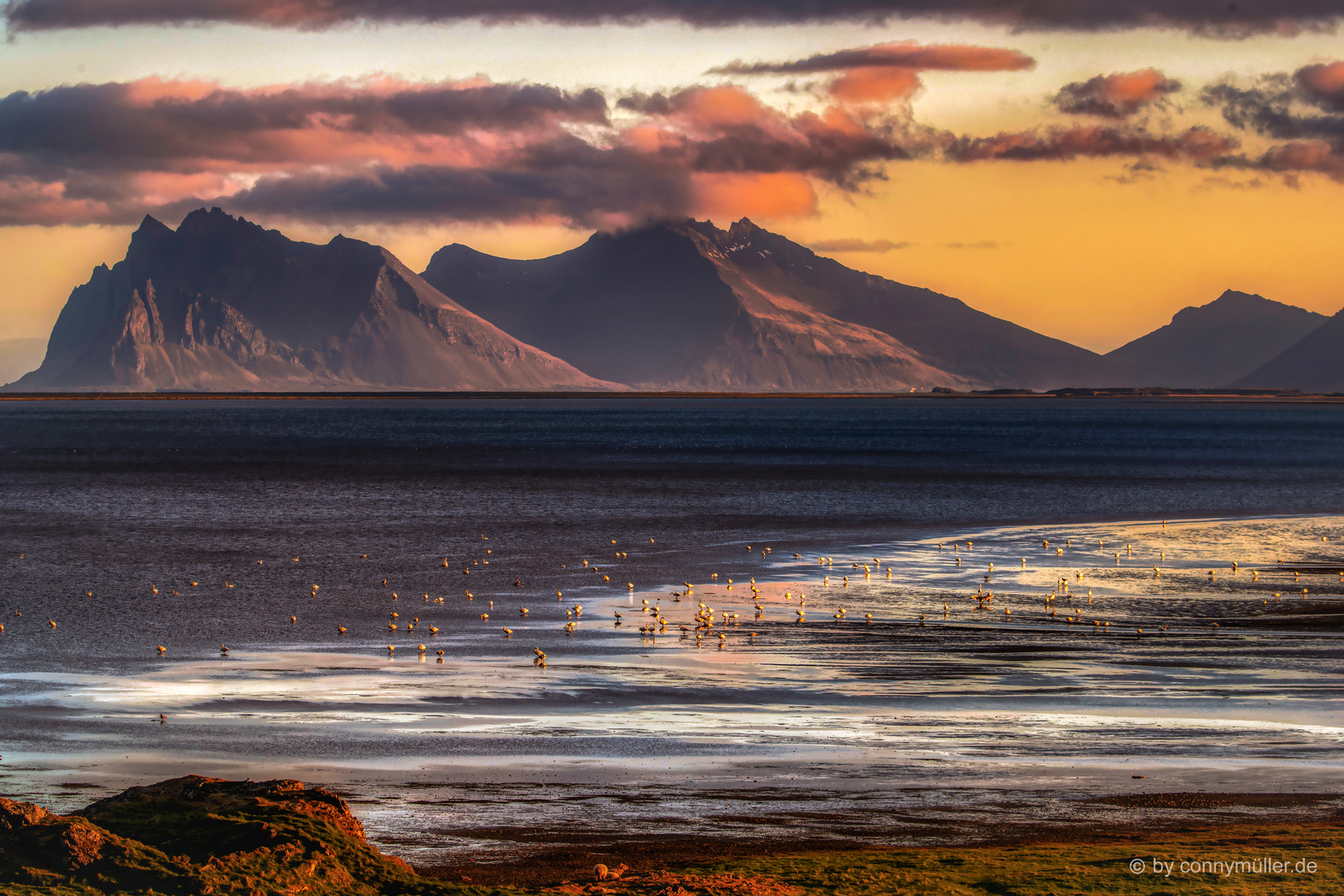 Golden Geese Foto & Bild | island, graugänse, greylag geese Bilder auf ...