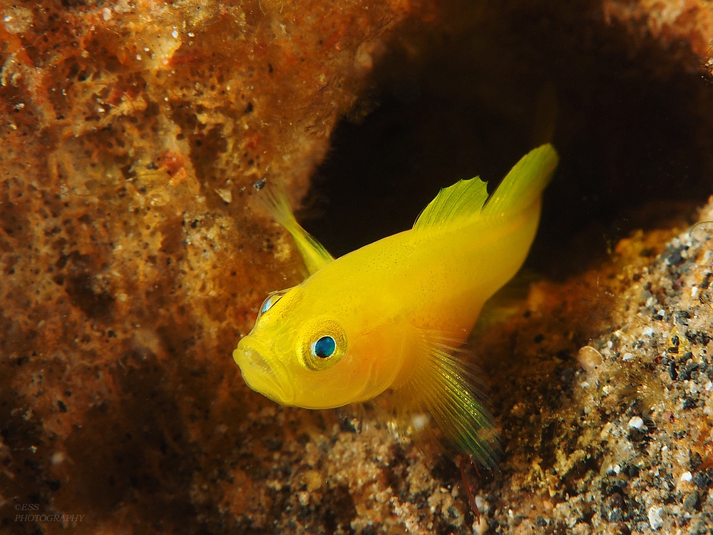 Golden gobi Foto & Bild | wasser, makro, sea Bilder auf fotocommunity