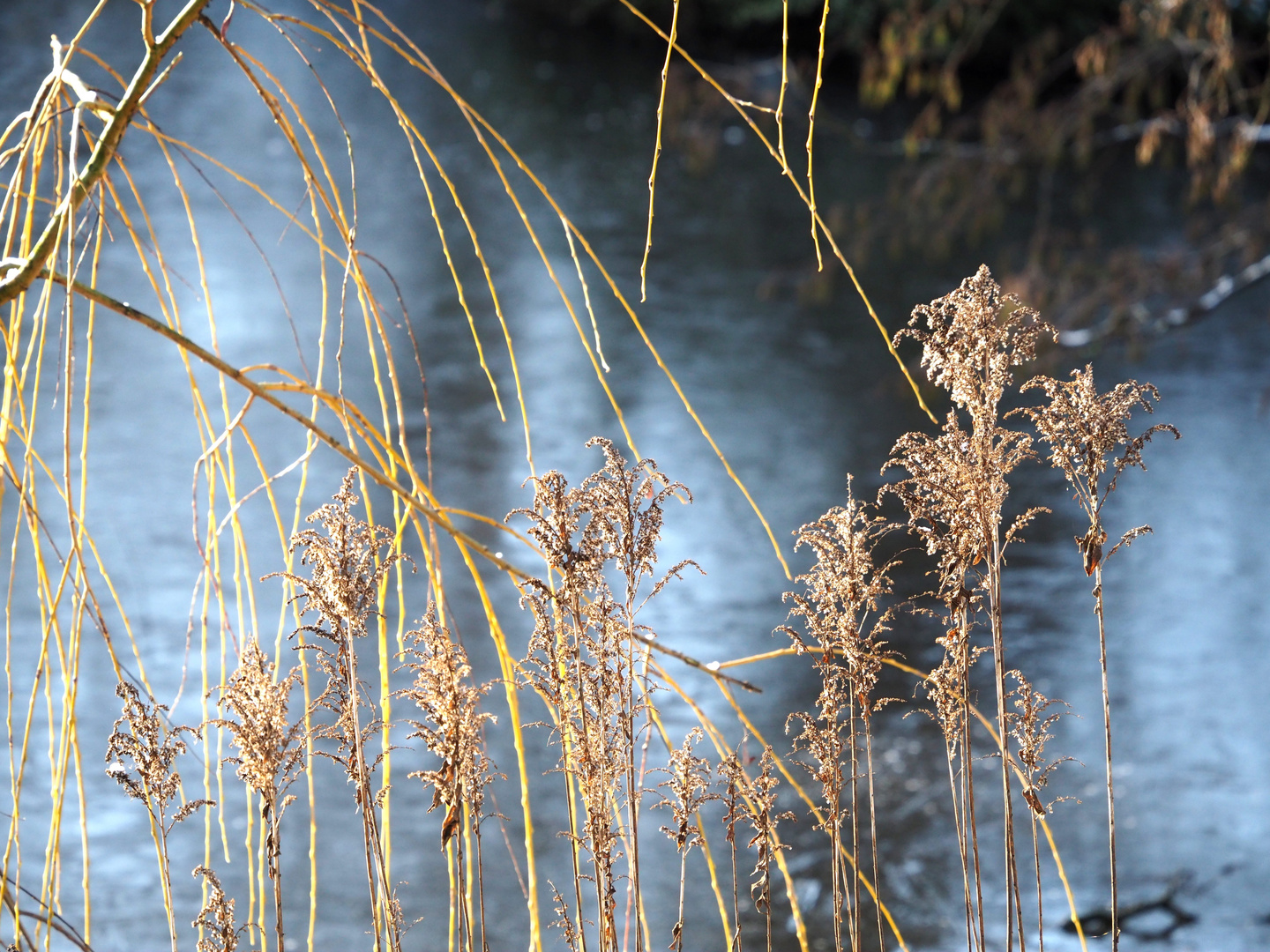 Golden Gras Foto & Bild | jahreszeiten, winter, kalt Bilder auf ...