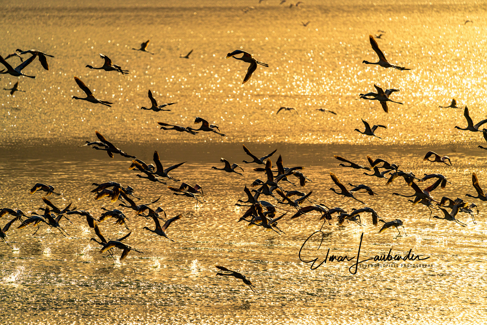 Golden Nature Foto & Bild | africa, eastern africa, tanzania Bilder auf ...