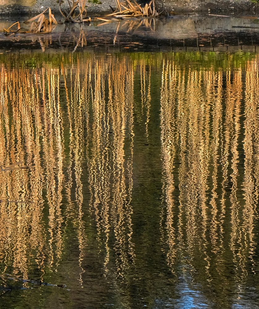 Golden Reed Foto & Bild | landschaft, projekte, natur-kreativ Bilder ...