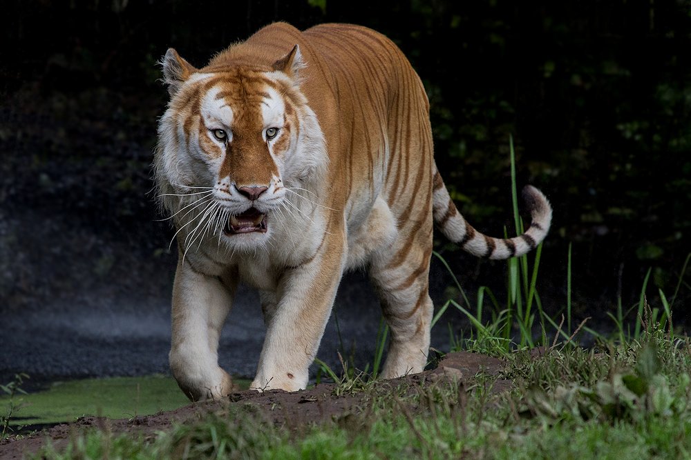 Golden-Tabby-Tiger Foto & Bild | natur, zoo, tiere Bilder auf fotocommunity