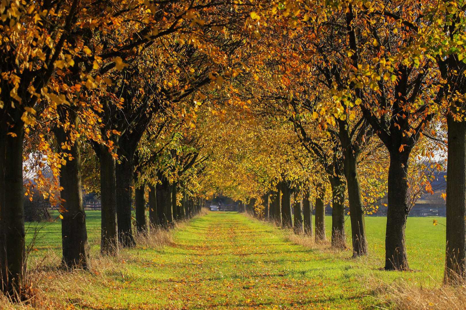 goldene Allee Foto & Bild | landschaft, jahreszeiten, herbst Bilder auf ...