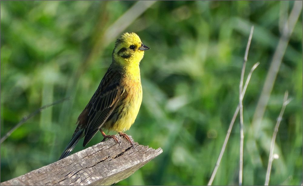 Goldene Ammer Foto & Bild | natur, tiere, vögel Bilder auf fotocommunity