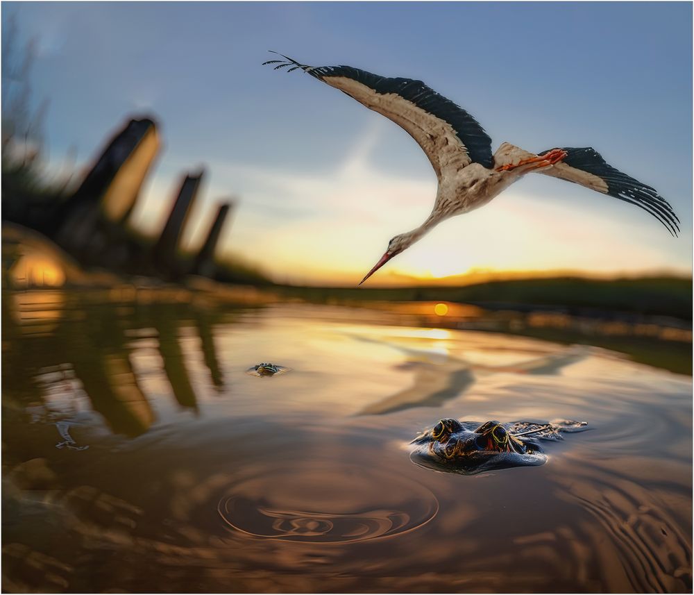 Goldene Stunde aus Froschperspektive … Oder: Foto & Bild | ki - archiv, action, composing Bilder ...