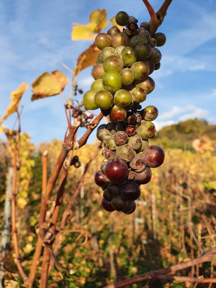 goldener Herbst 02 Foto & Bild | jahreszeiten, herbst, landschaft Bilder auf fotocommunity