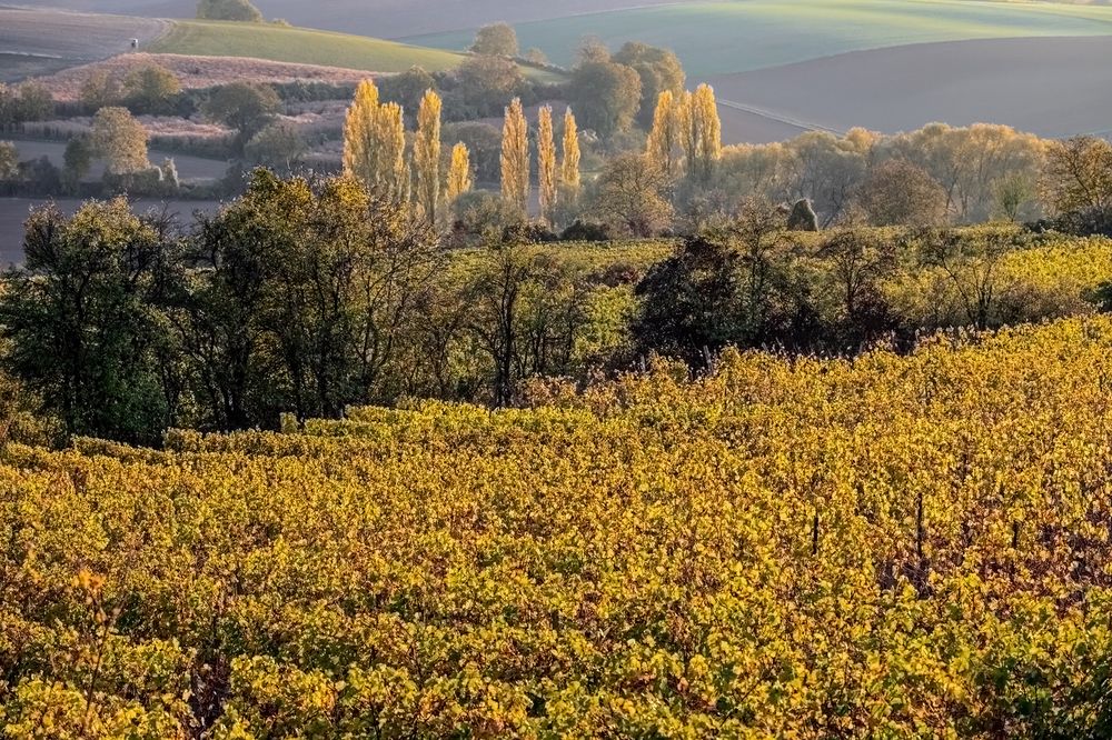 Goldener Herbst Foto & Bild | landschaft, jahreszeiten, herbst Bilder auf fotocommunity