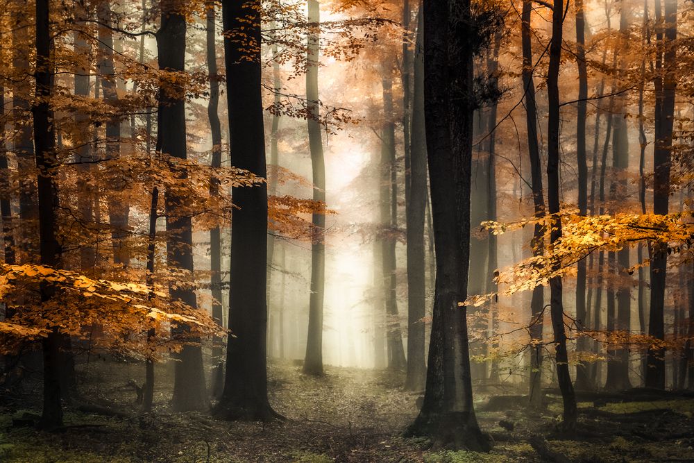 Goldener Herbst Foto & Bild | landschaft, jahreszeiten, herbst Bilder auf fotocommunity